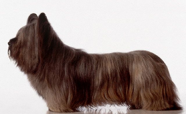 Terrierman's Daily Dose: Evolution of Terrier Breeds