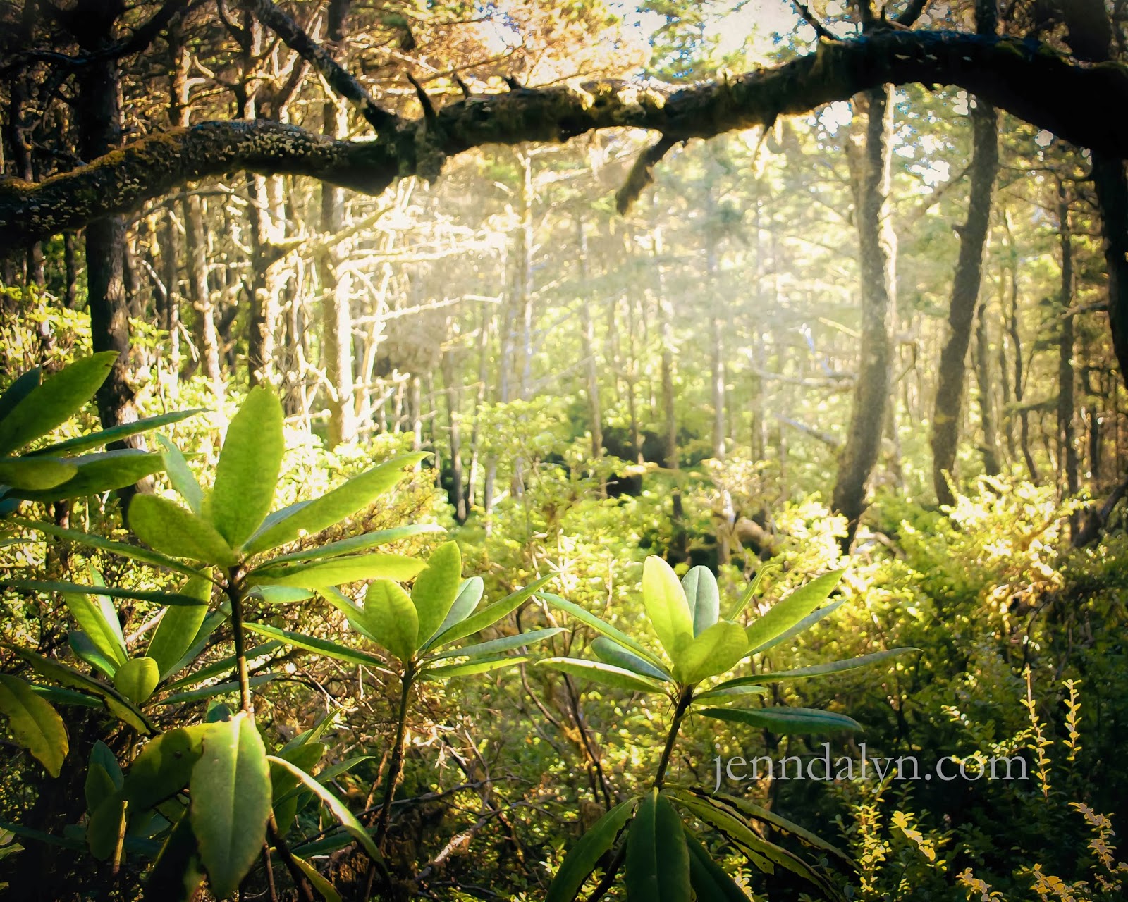 Create More Light: Oregon's Hobbit Trail: A Real Enchanted Forest.