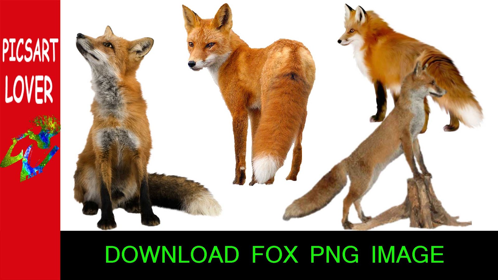 FOX PNG FOX FREE DOWNLOAD ALL HD PNG FOR PICSART AND PHOTOSHOP - FREE ...