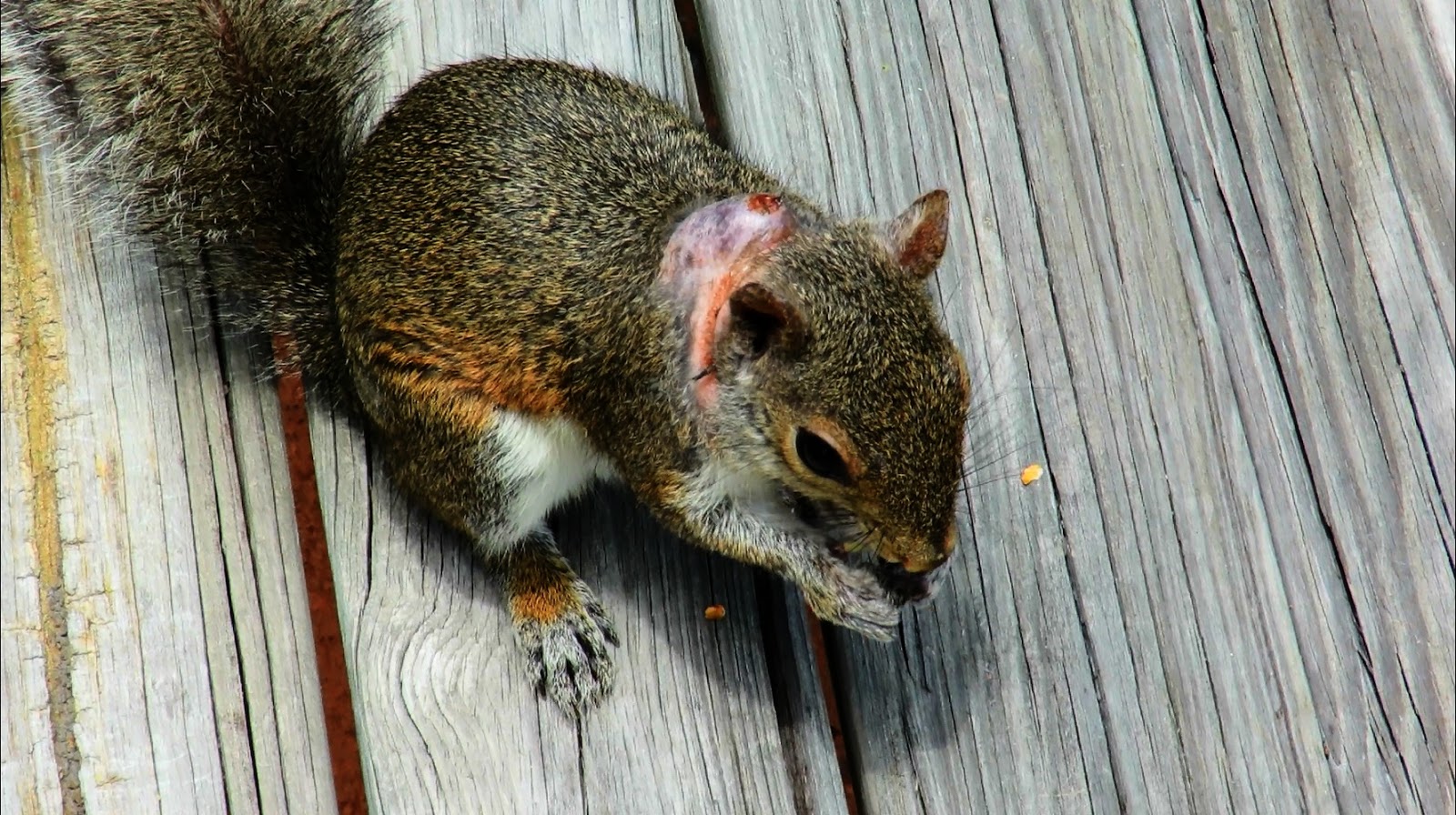 Backyard Birding....and Nature: Squirrel Bot Fly Larvae Parasite ...