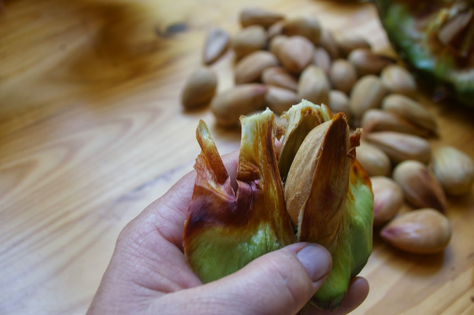 Bunya Nuts: collection and preparation!