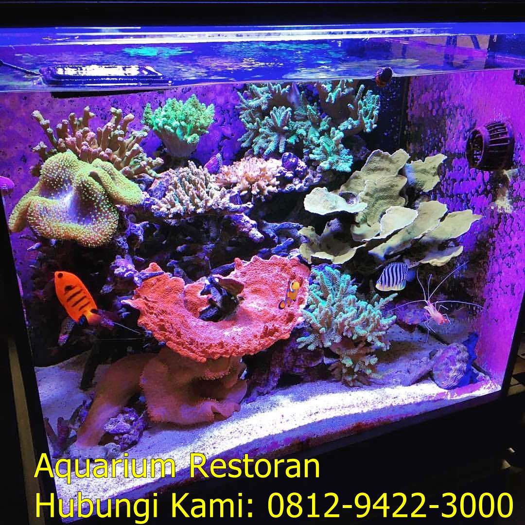 Jasa Pembuatan Aquarium Air Laut 0812.942.230.00: Jasa Pembuatan ...