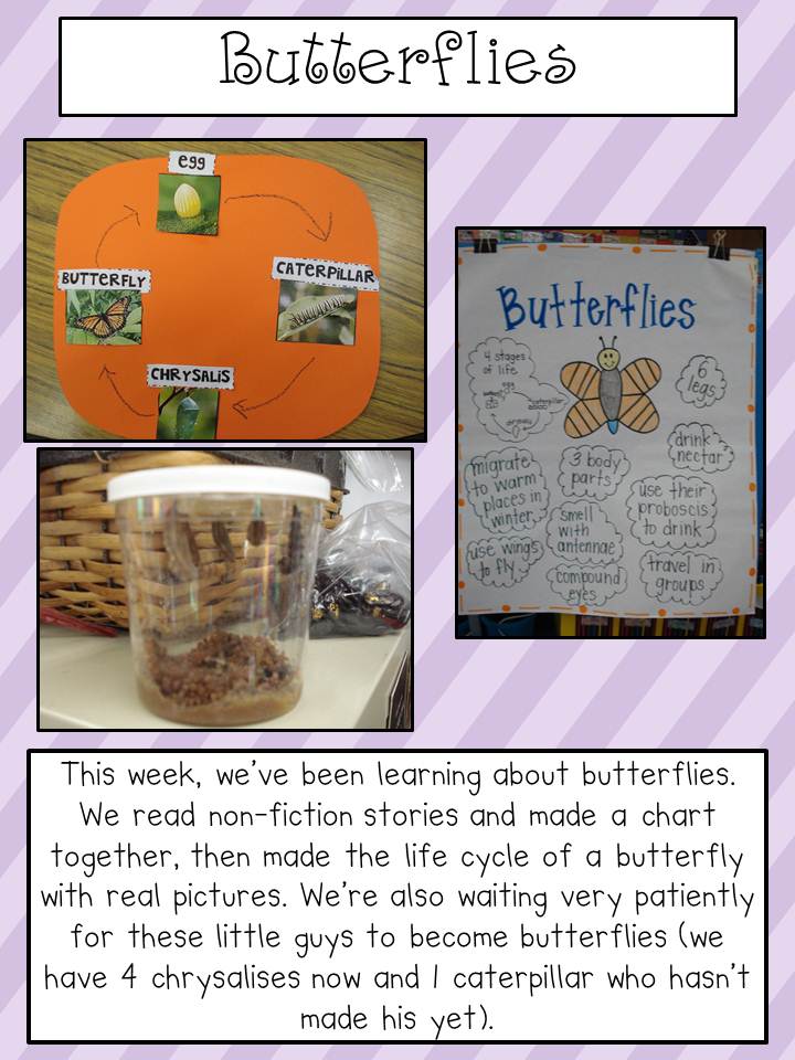 Butterflies - Primary Press