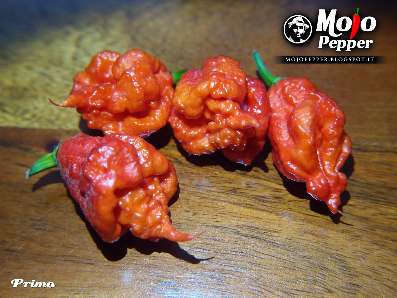 The Mojo Pepper - Just a Chili Pepper grower: Primo 7 POT chili pepper