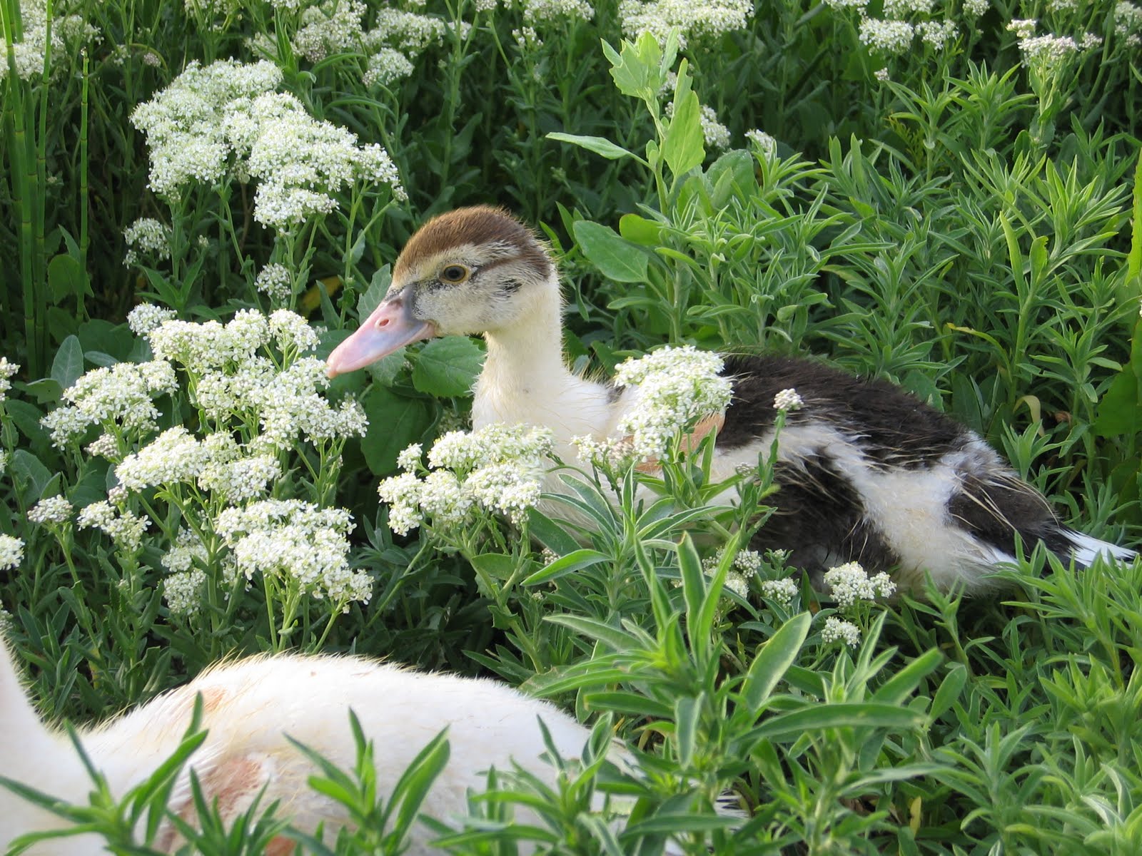 Muscovy Duck Homestead: Attack of the Muscovy Ducklings!