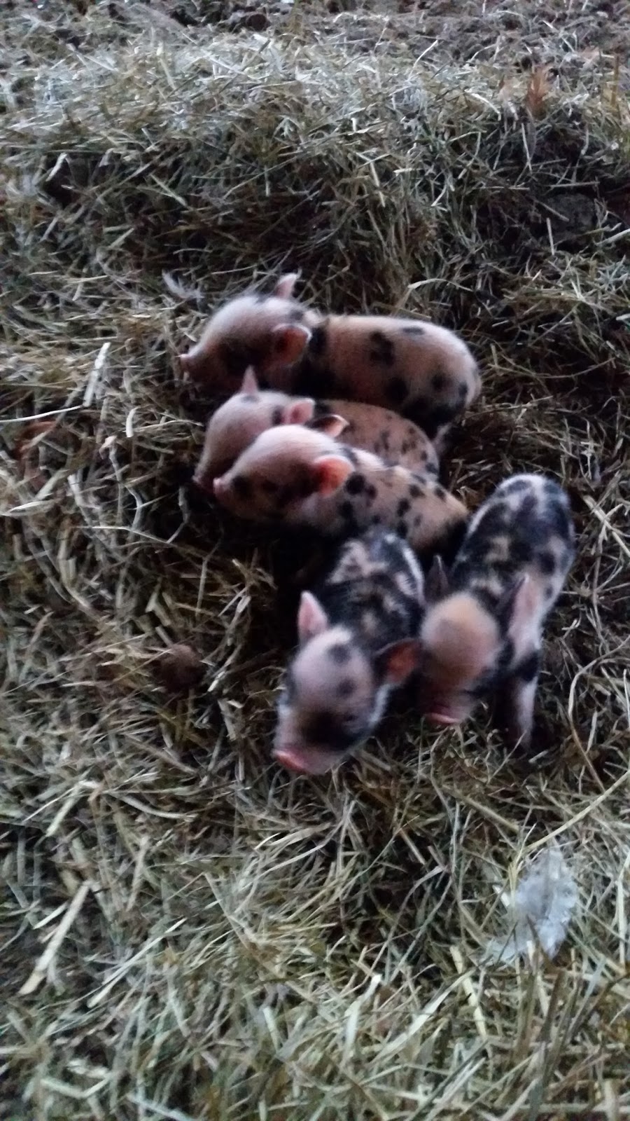 The Brown Chicken Brown Cow Farm: Mini Juliana Pigs Litter