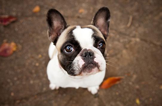 The dog in world: How to Stop a Heat Cycle in Dogs?