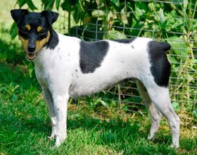 Portugal torrão natal: RAÇA DE CACHORRO IDEAL PARA CRIANÇA - FOX ...