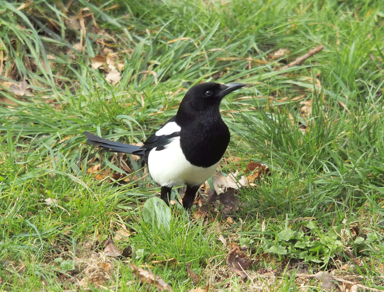 Derek Bird Brain: Magpies