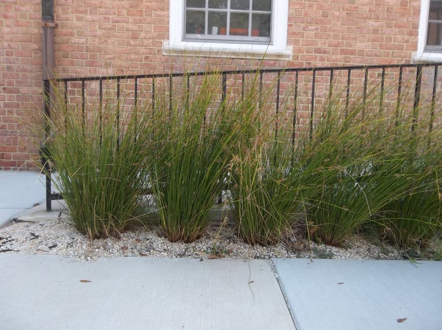 Future Plants by Randy Stewart: Rushes