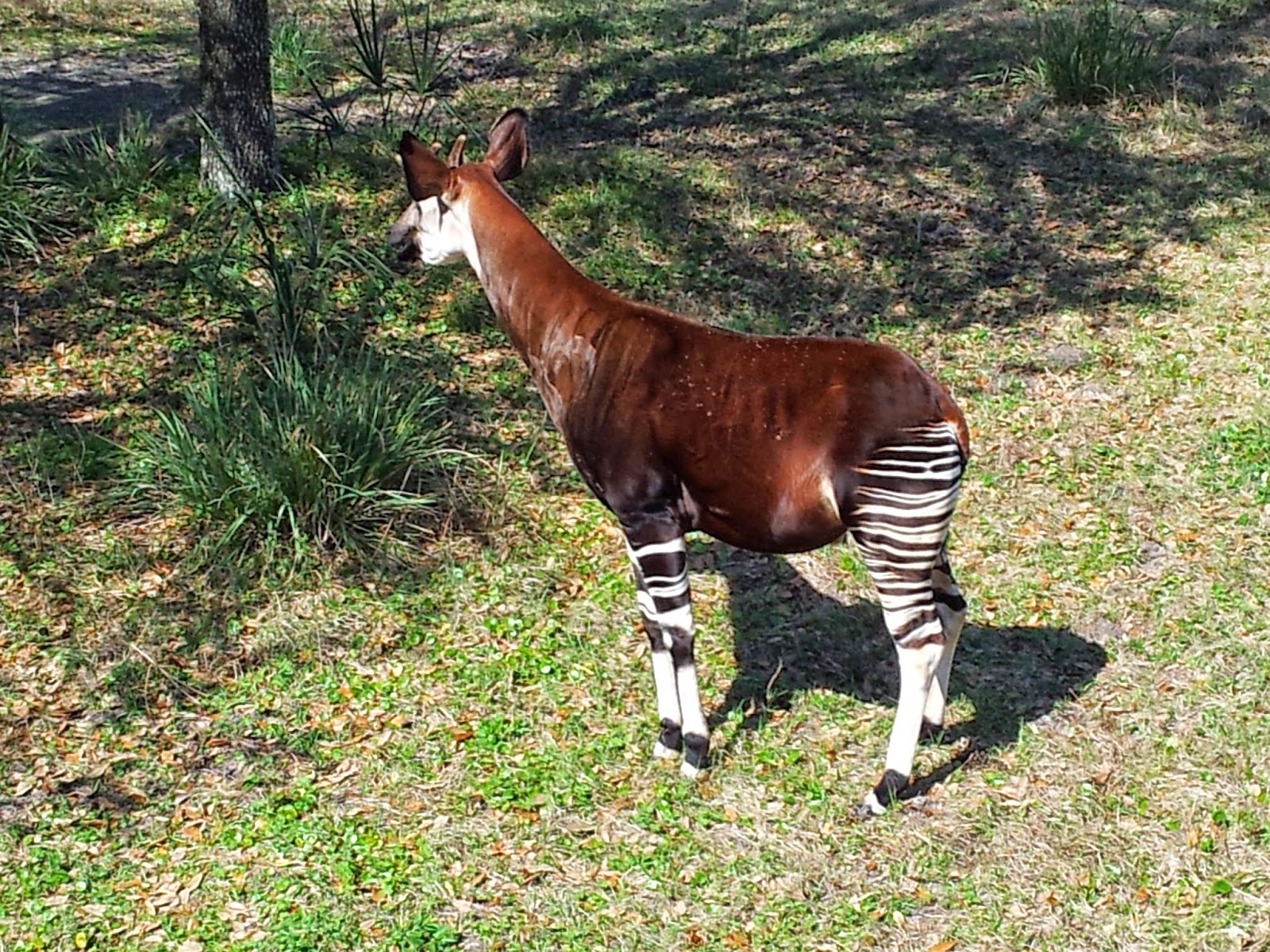 ΟΚΑΠΙ photos - wallpapers | the fun bank