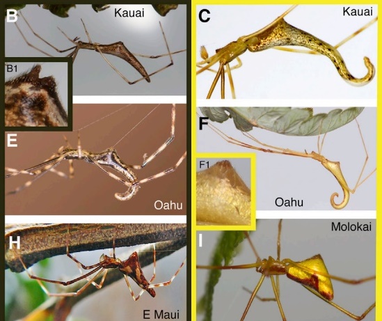 Species New to Science: [Arachnida • 2018] Repeated Diversification of ...