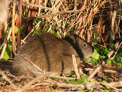 InfoCuis. Toda la información sobre los cuises: Cuises - Indice