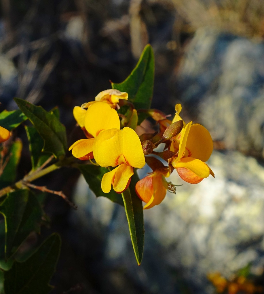 Conqueror of the Mountains of Australia in General and South East ...