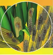 Aflatoxina B1 - Norma GMP B2