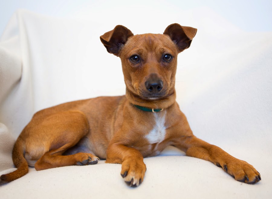 Shelter Dogs of Portland: "JACK" bouncy, fun Min Pin mix