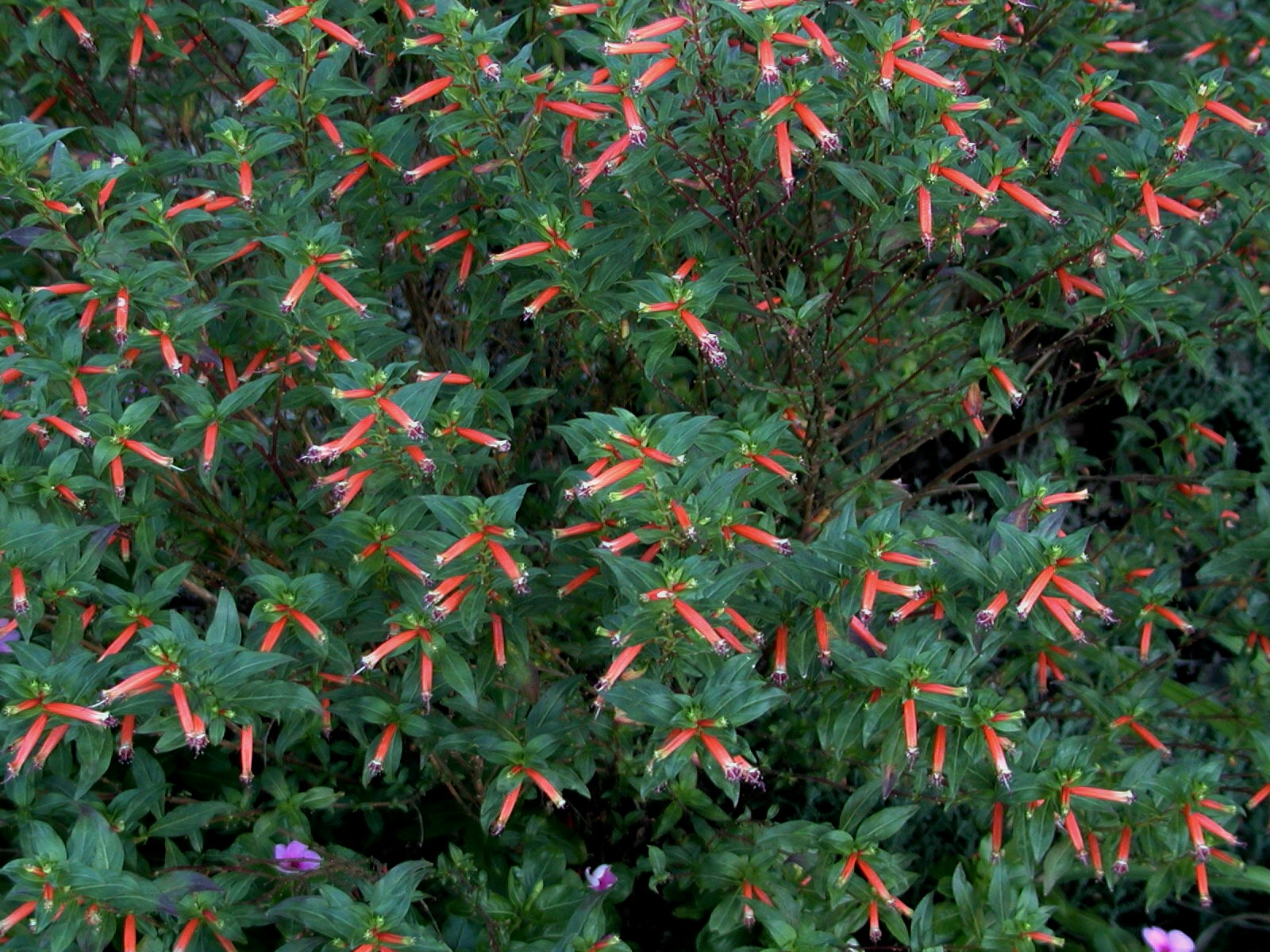 A Garden in Southwest Georgia: Mexican Cigar Bush - Cuphea ignea