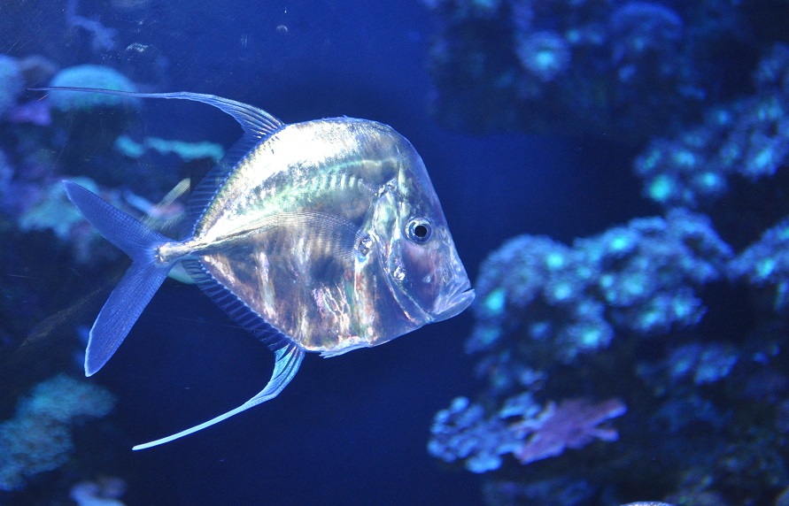 ZOOTOGRAFIANDO (6.100 ANIMALS): POMPANO INDIO / INDIAN THREADFISH ...