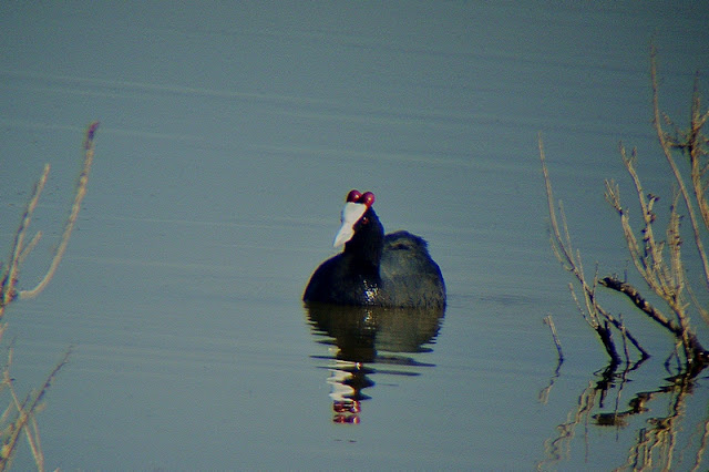 8x42: La Focha Moruna. Una joya en extinción
