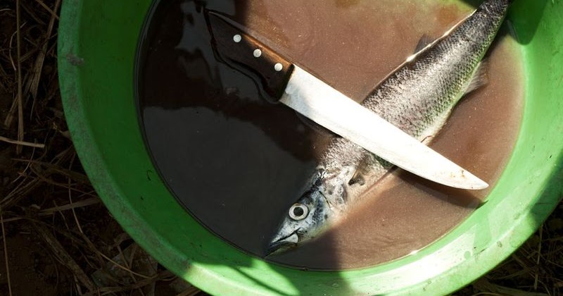 MIGEBUKA...A TASTY FISH FROM KIGOMA.. ~ Msongo