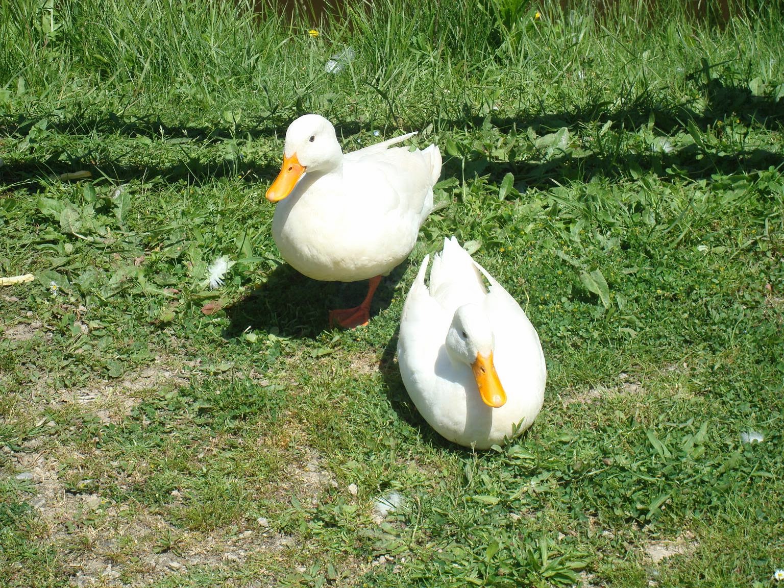 PHOTOS DE VENDEE: Un festival de canes...