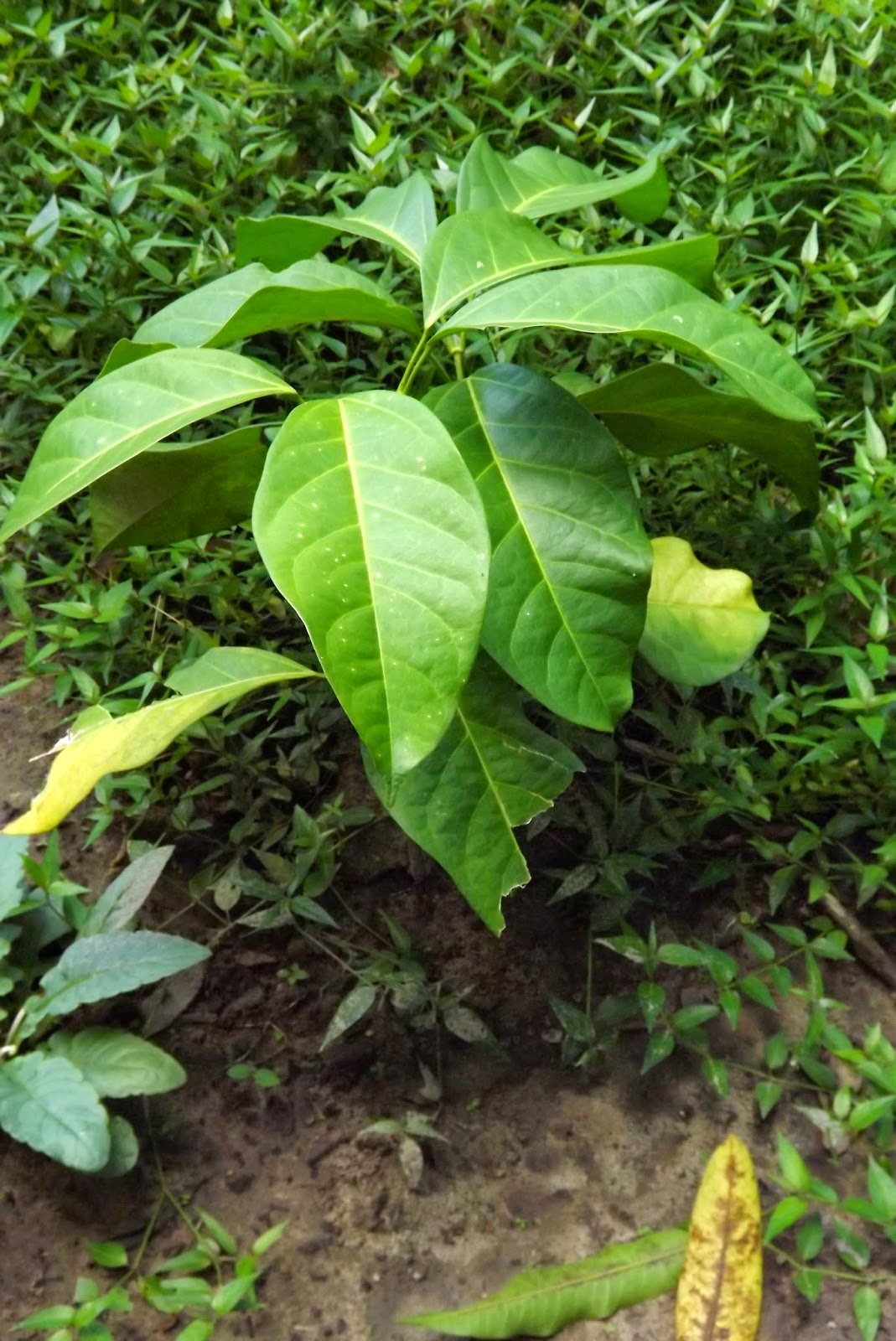 Two Canucks in Peru: 2014