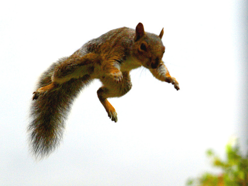 facebooking from the edge...: The Epic Tale Of Ninja Squirrel