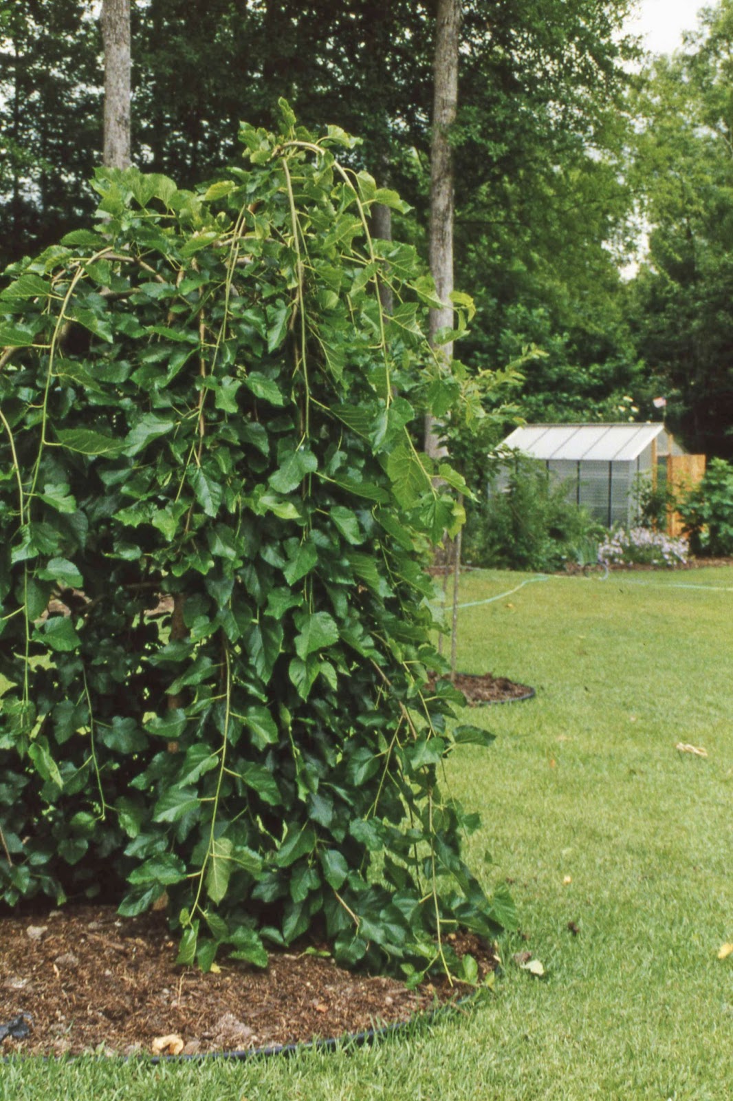 MARIETTE'S BACK TO BASICS: {We Both Watched Silkworms Chew Mulberry ...