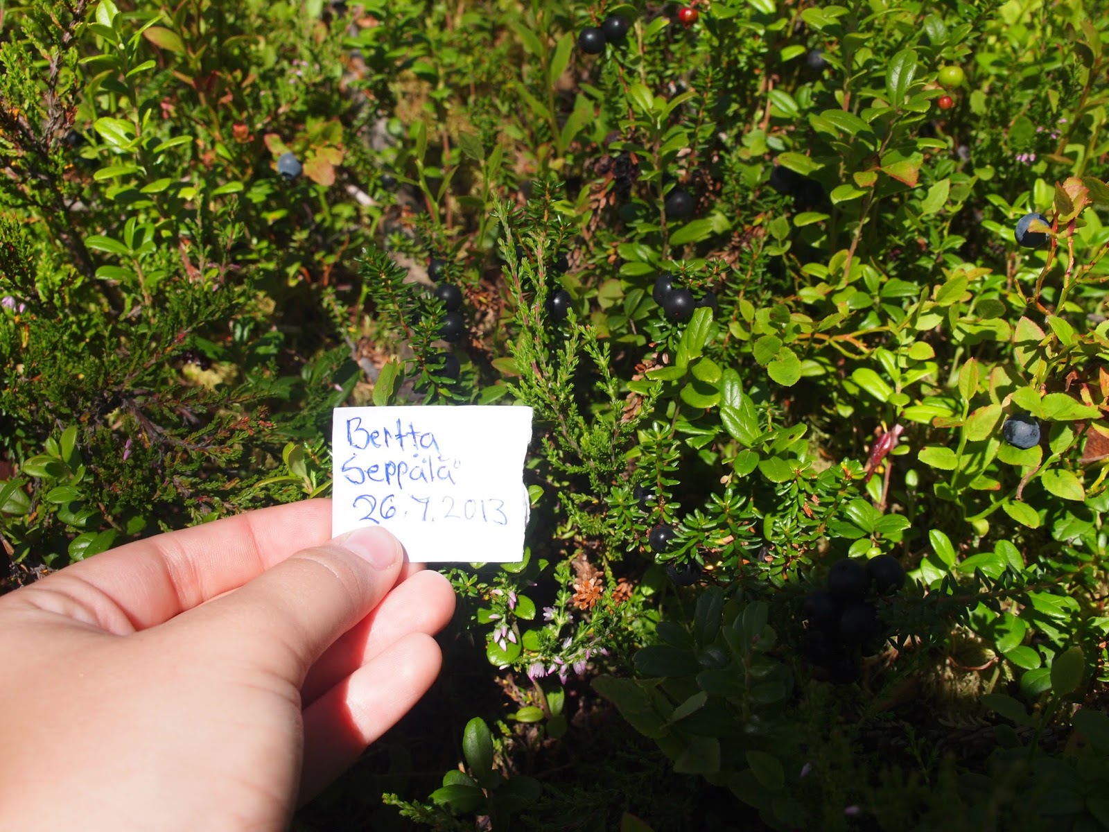 Bertta 9E kasvio: Lillukka,Muurain,Mustikka,Variksenmarja ja Vadelma