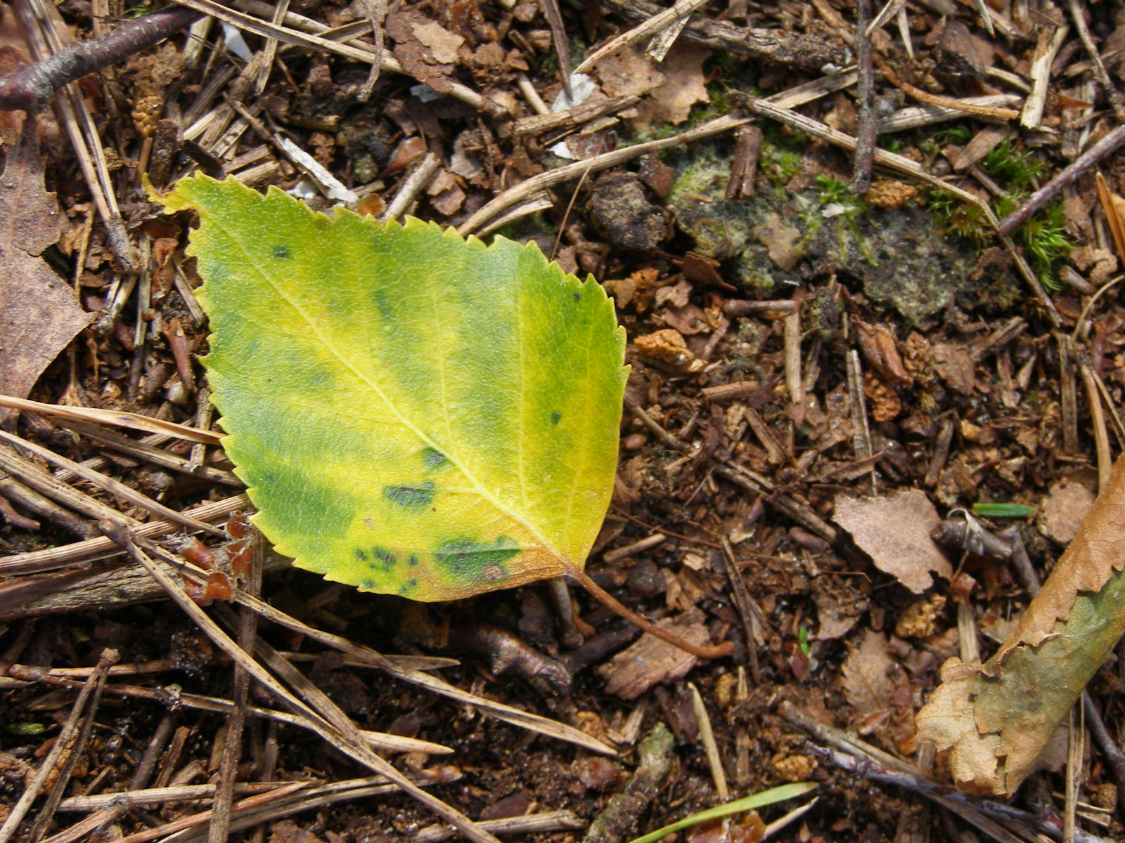 Uz Cenas tīreļa purva takas