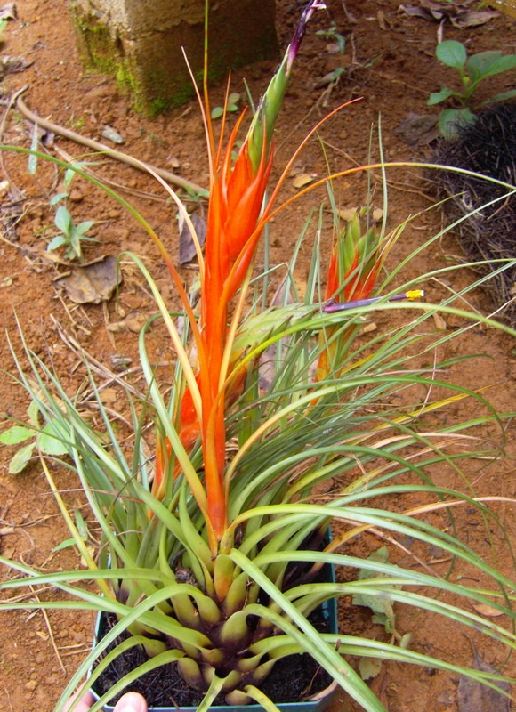 Tillandsia Punctulata - AprendaCultivar
