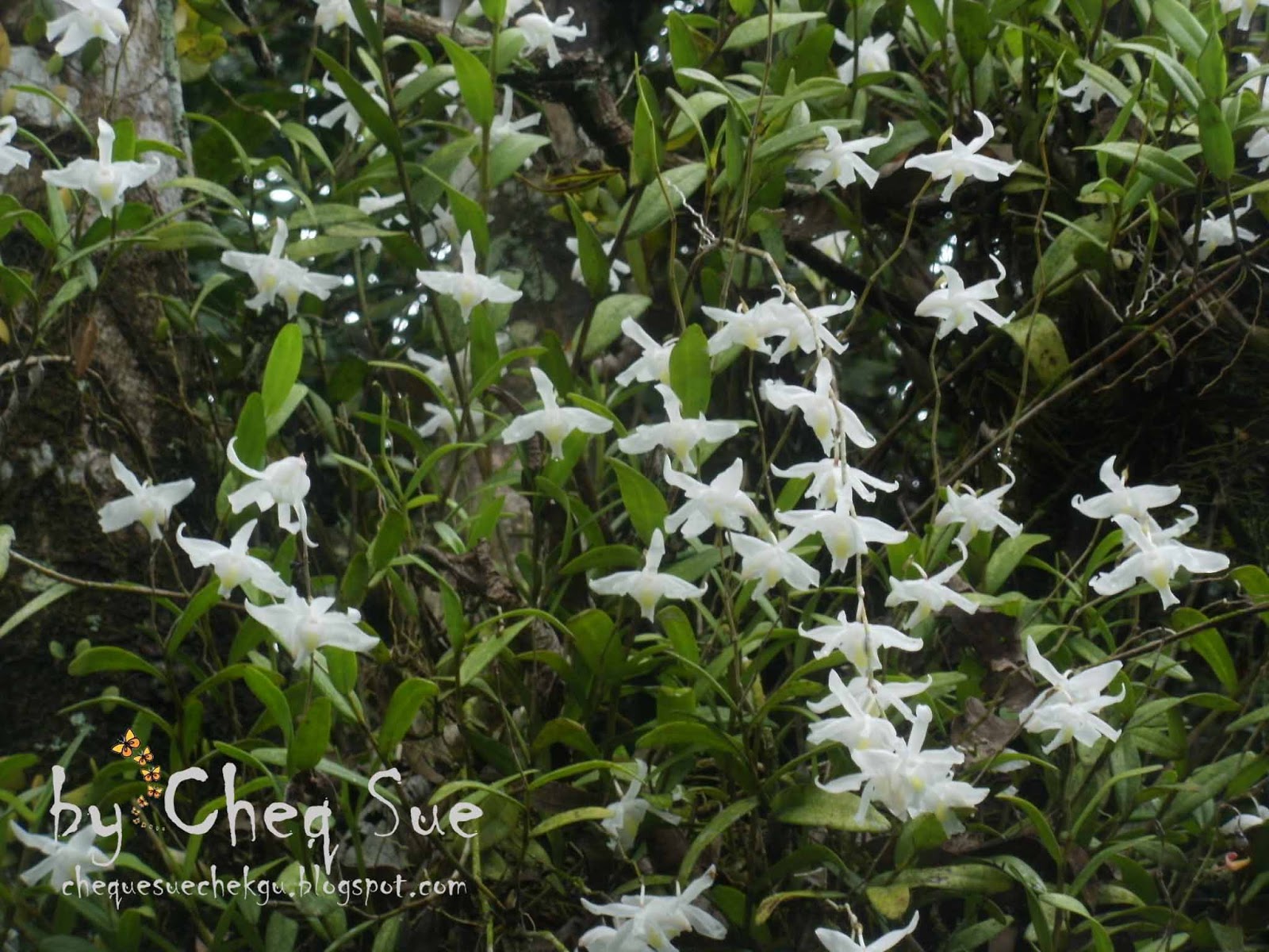 cerita tentang SEGALA: Orkid Merpati (Liar)