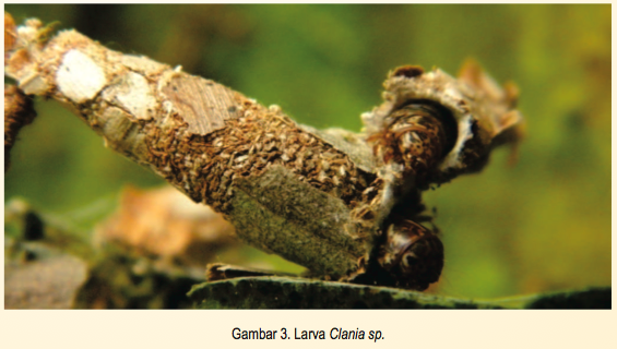 Setora nitens: Informasi Organisme Pengganggu Tanaman CLANIA SP