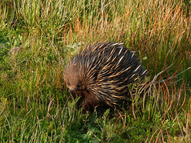 Bushranger: Flinders Ranges: Fauna