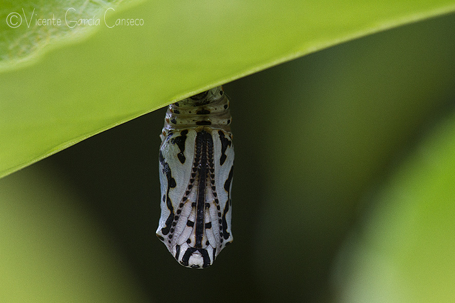 Imagen y Naturaleza . Blog de Vicente García Canseco: Las caras de la ...