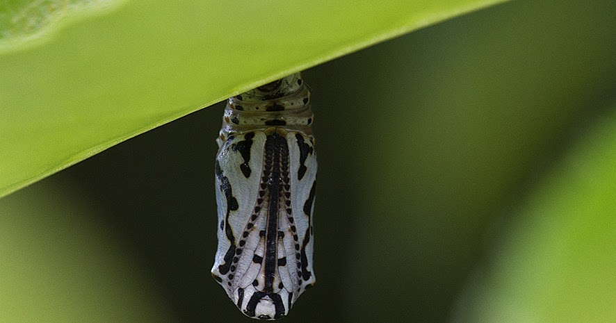 Imagen y Naturaleza . Blog de Vicente García Canseco: Las caras de la ...