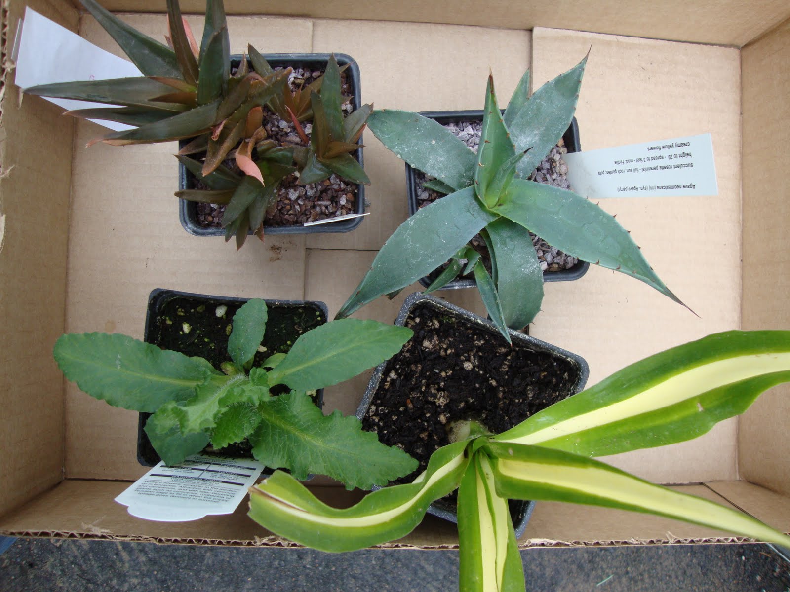 danger garden: The Leach Botanical Garden plant sale