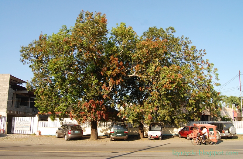 Butuan Daily Photo: Two Trees