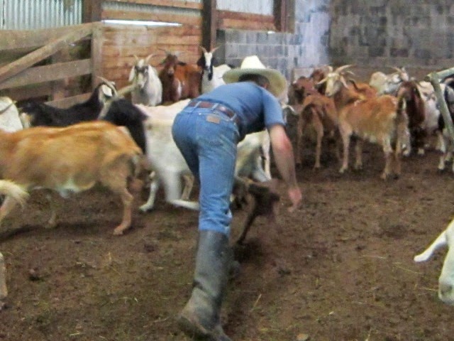 4R Ranch: Goat Banding Time