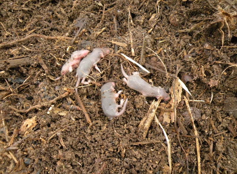 Le jardin de Pierre: Bébés musaraignes