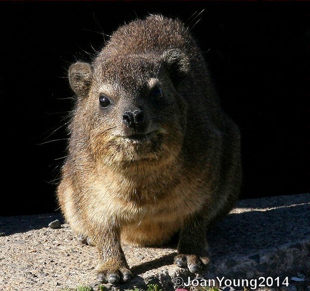 South African Photographs: Rock Hyrax (Dassie)