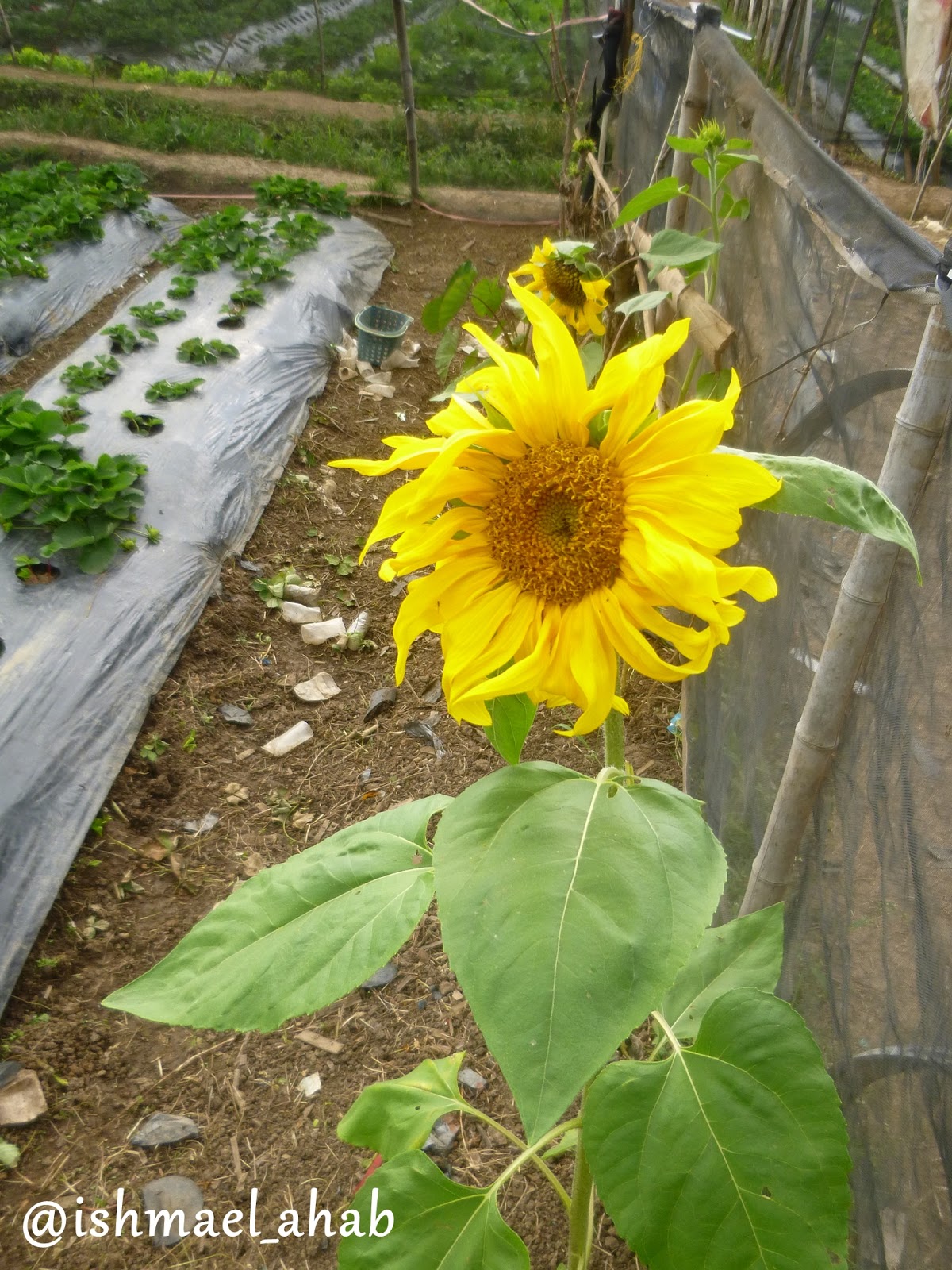 Let's Go to Baguio (Part 5): Picking Strawberries in La Trinidad ...