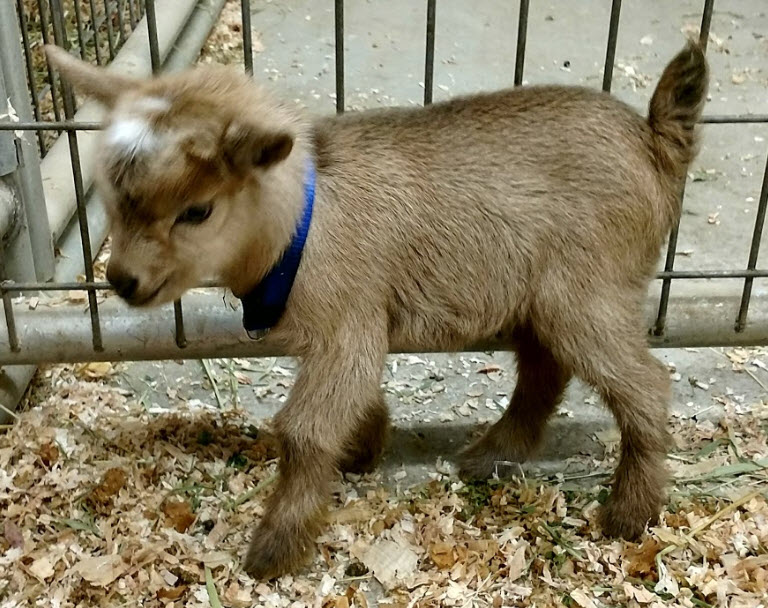 Miniature African Pygmy Goats