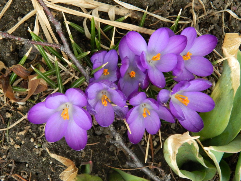 Garden Muses: A Small Toronto Gardening Services Company Blog: March 2016