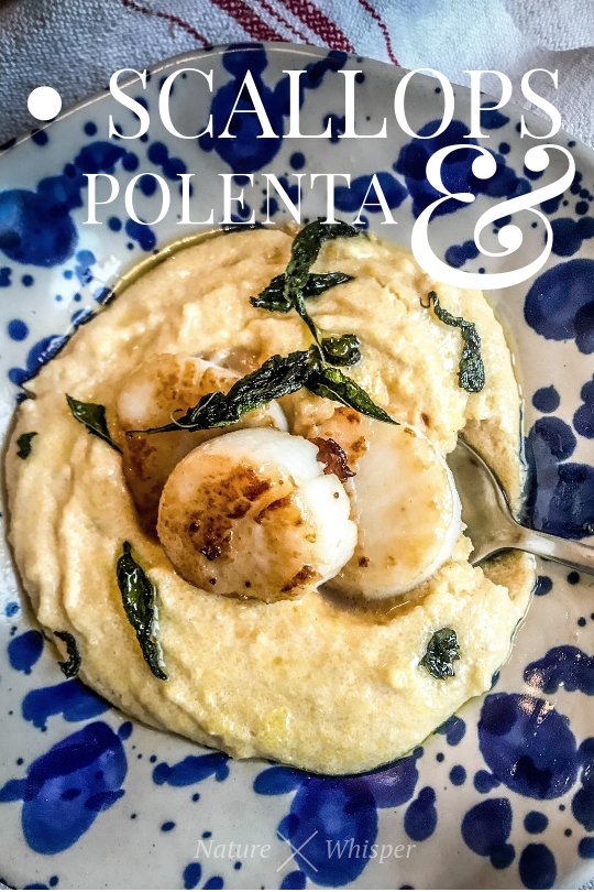 SCALLOPS WITH POLENTA - Nature Whisper