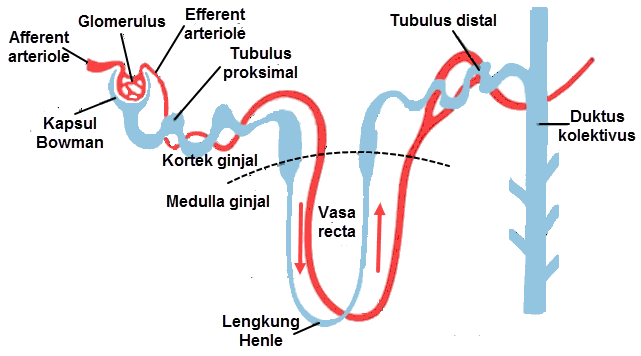 Struktur dan Fungsi Sistem Ekskresi Pada Manusia ~ WELCOME TO MY BLOG!!