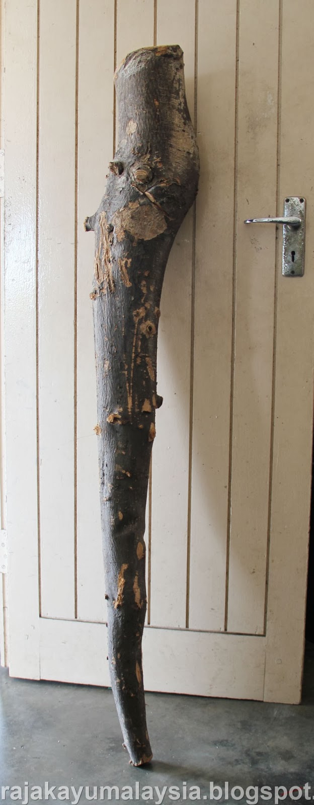 Raja Kayu Malaysia: Kayu Tas (female) aged 50 and more for SALE! (very ...