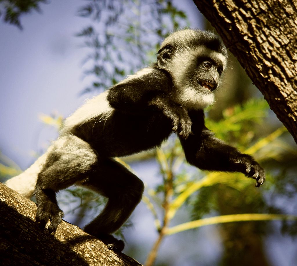 Elsen Karstad's 'Pic-A-Day Kenya': Young Colobus Monkey- Mt. Kenya