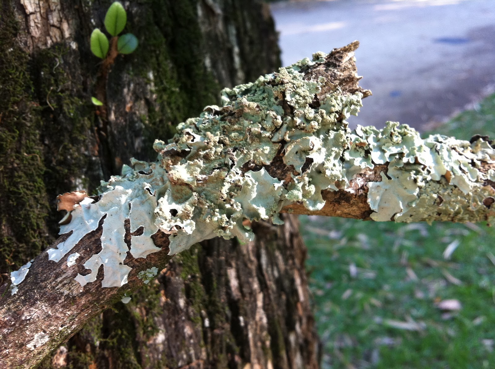 BIOLOGIA PARA A VIDA : MICOLOGIA: SISTEMÁTICA E CLASSIFICAÇÃO DOS ...