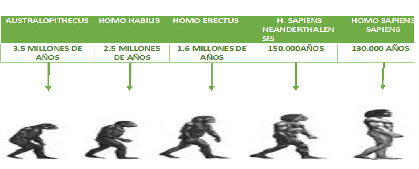 Linea De Tiempo De Etapas De Evolucin Del Ser Humano
